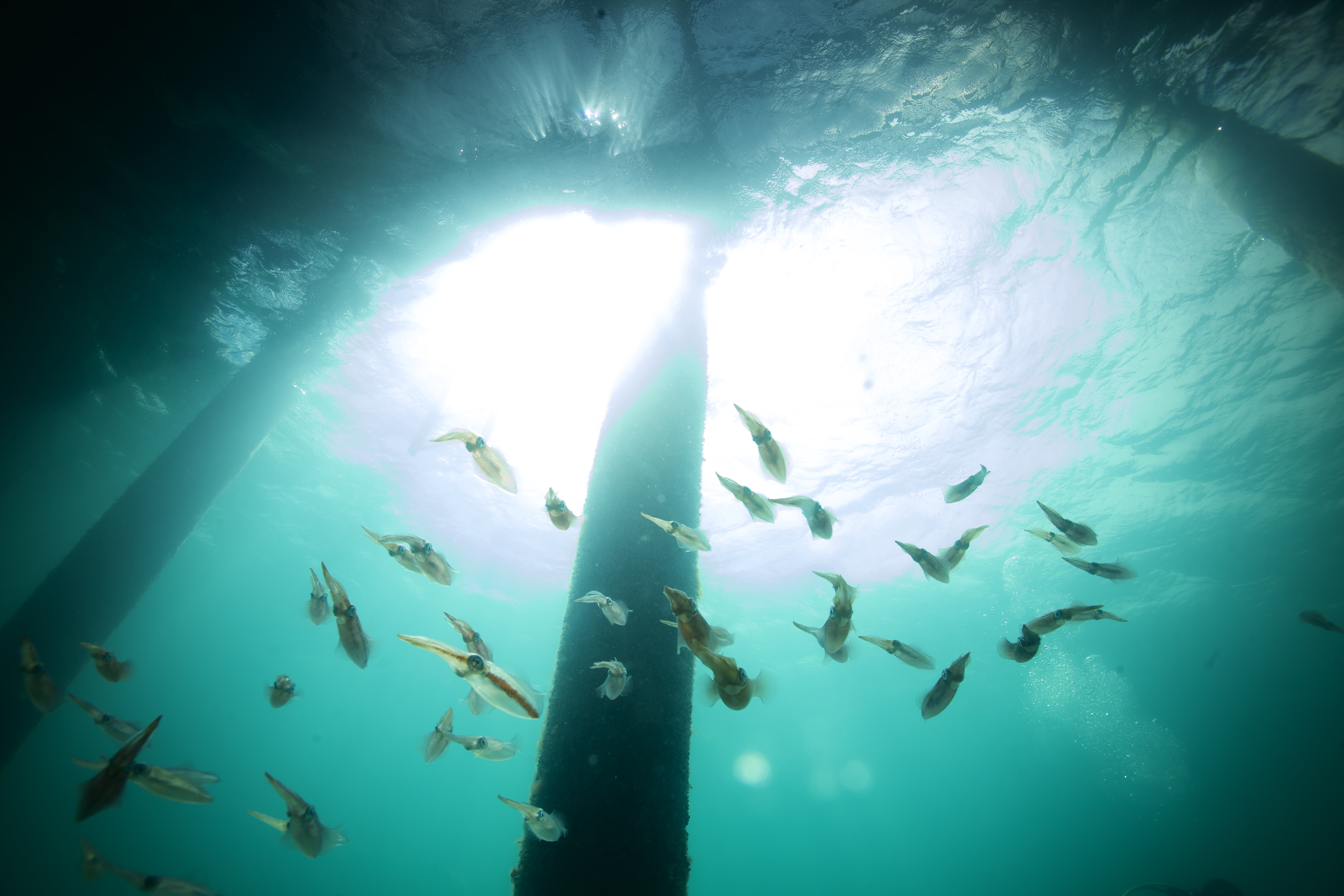 Comprehensive Subsea Infrastructure Integrity Management & Monitoring